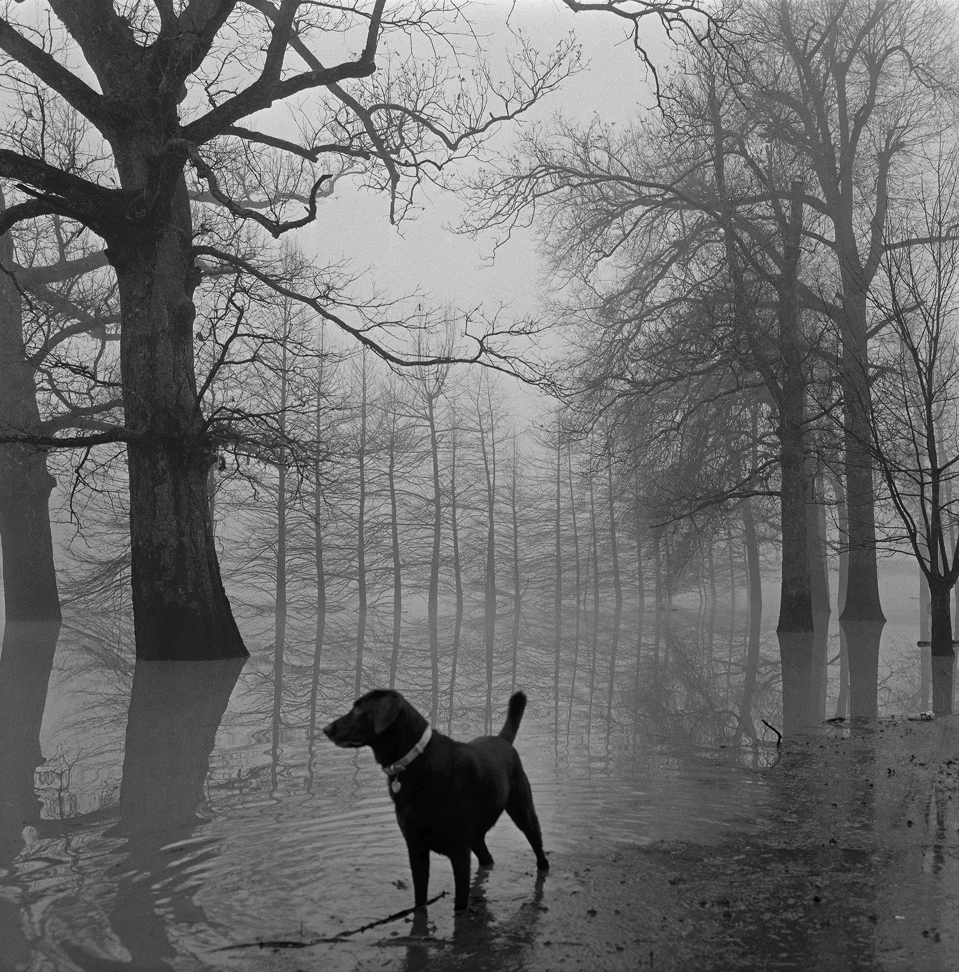 Dog in Fog | Maude Schuyler Clay - sxseshop