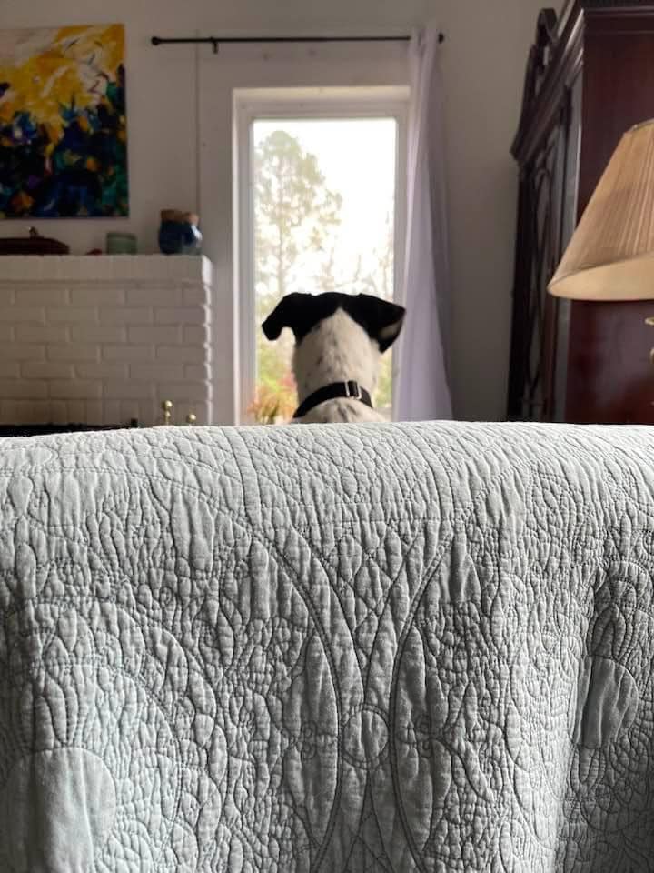 Call for Entry: Dogs and Cats ; A Benefit for CoCo's Cupboard Rescue ...