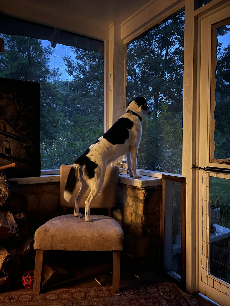 Call the Dogs! | A Call for Entry, curated by Elizabeth Avedon ...